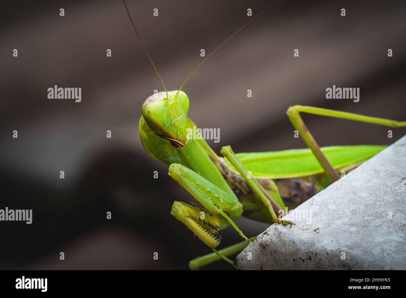Selective focus shot of praying mantis standing on stone Stock Photo ...