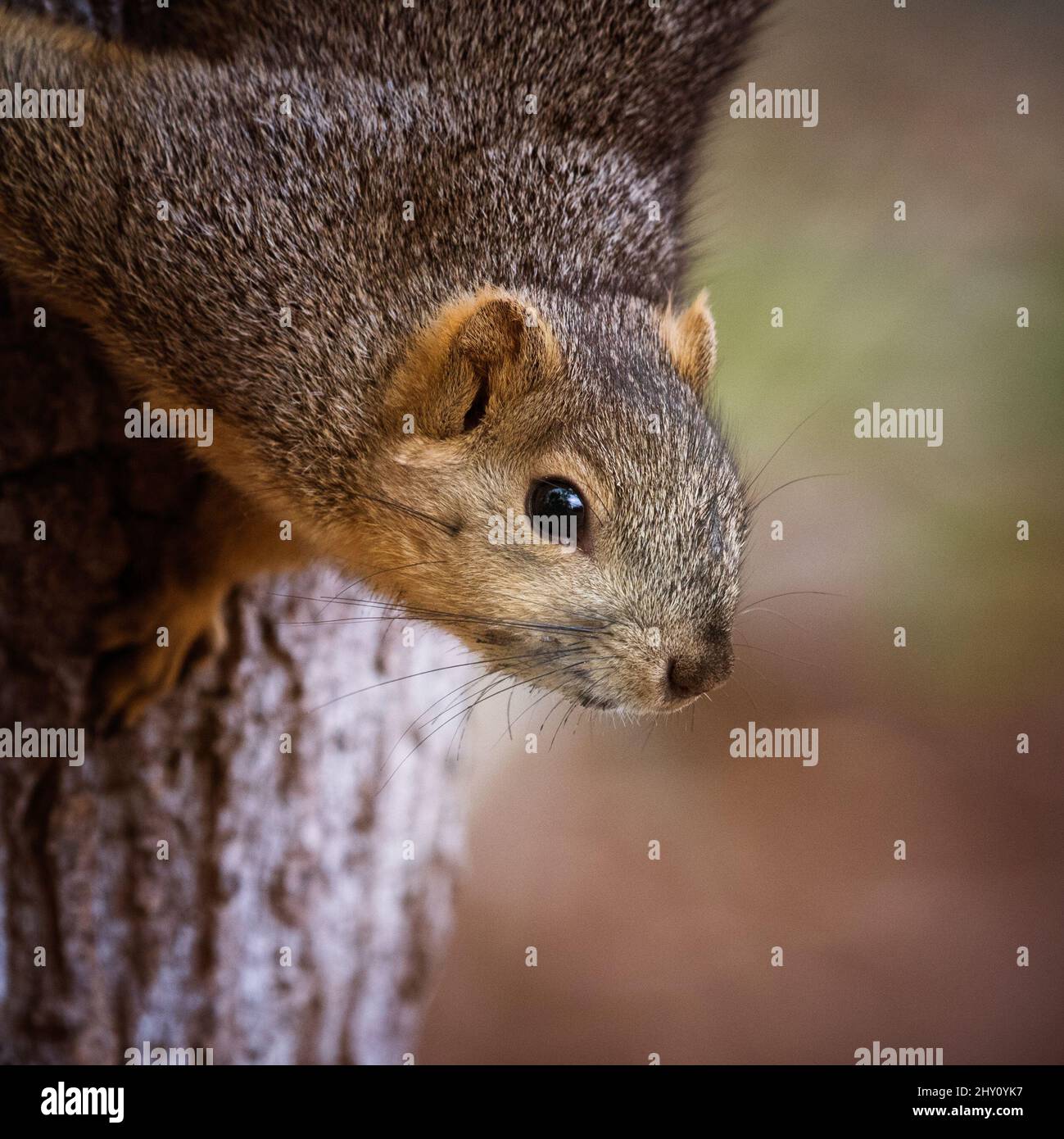 Closeup shot of an adorable brown squirrel Stock Photo - Alamy