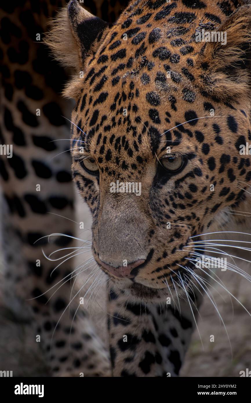 Vertical closeup of a leopard bent down and looking straight forward ...