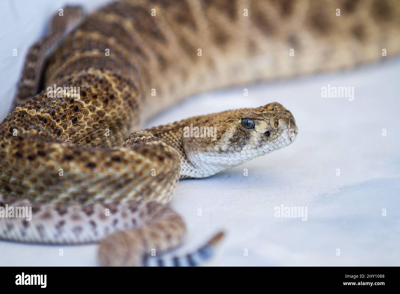 Western diamondback rattlesnake or Texas diamond-back, Crotalus atrox ...