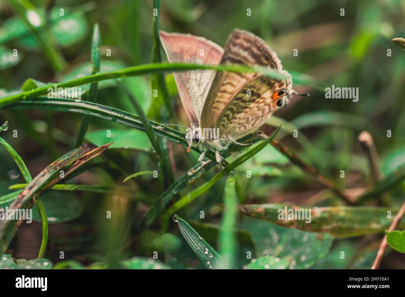 Closeup shot of Lampides boeticus (pea blue) butterfly sitting on plant ...