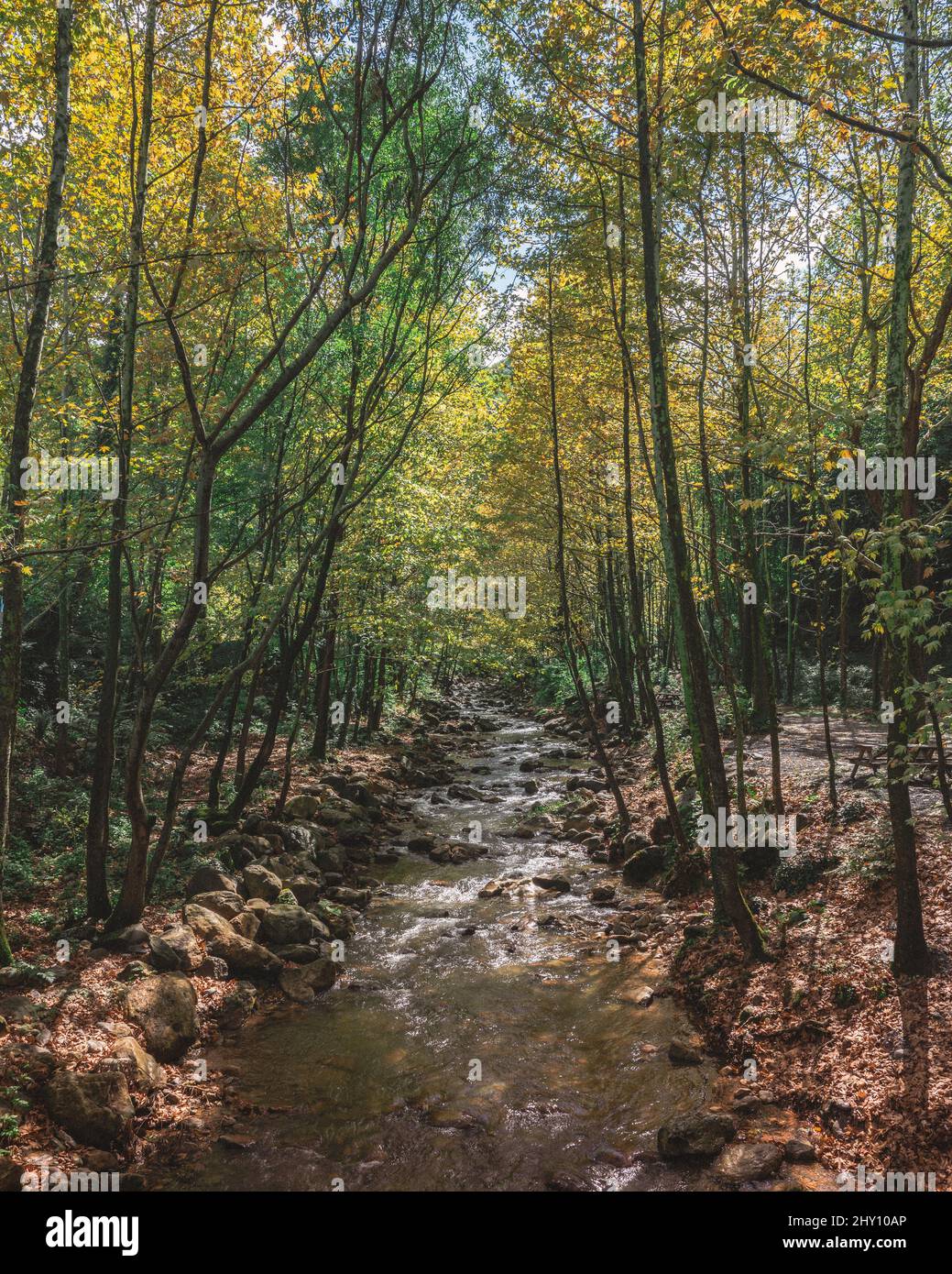 Vertical shot of flowing rocky brook surrounded by green and yellow ...
