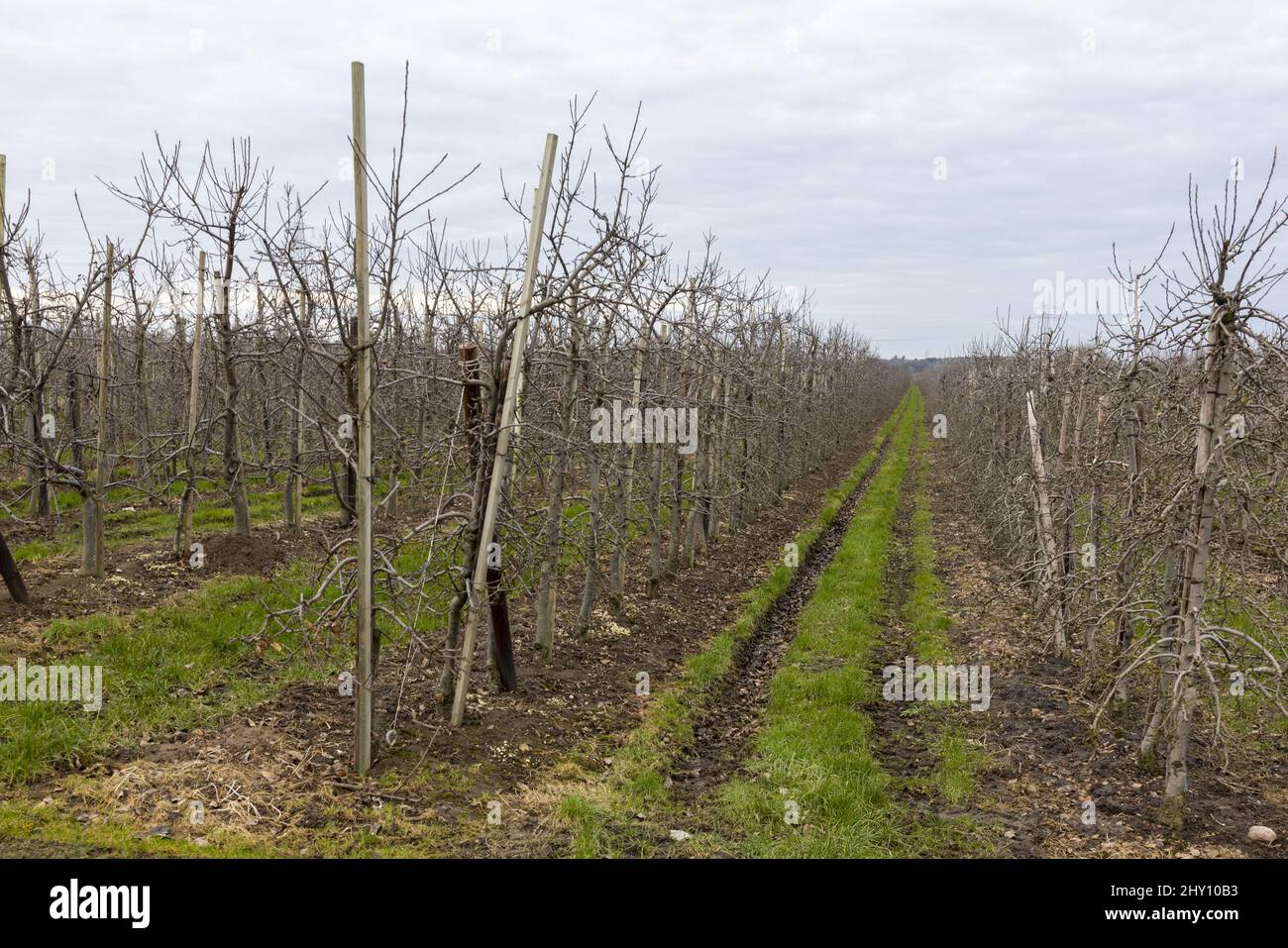 Supporting sticks hi-res stock photography and images - Alamy