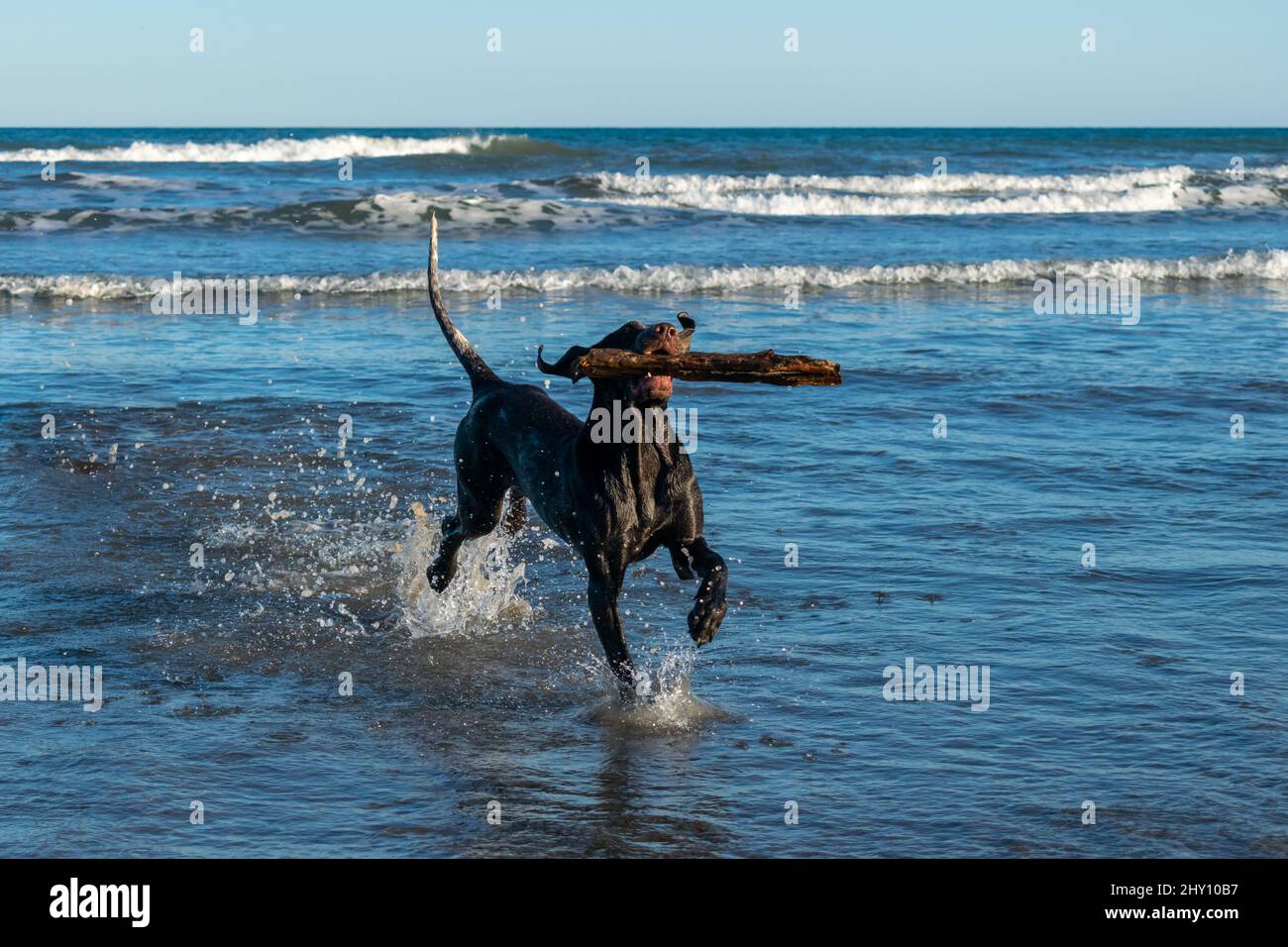 Shot of a black Burgos Hound playing with a stick in the ocean waves on ...