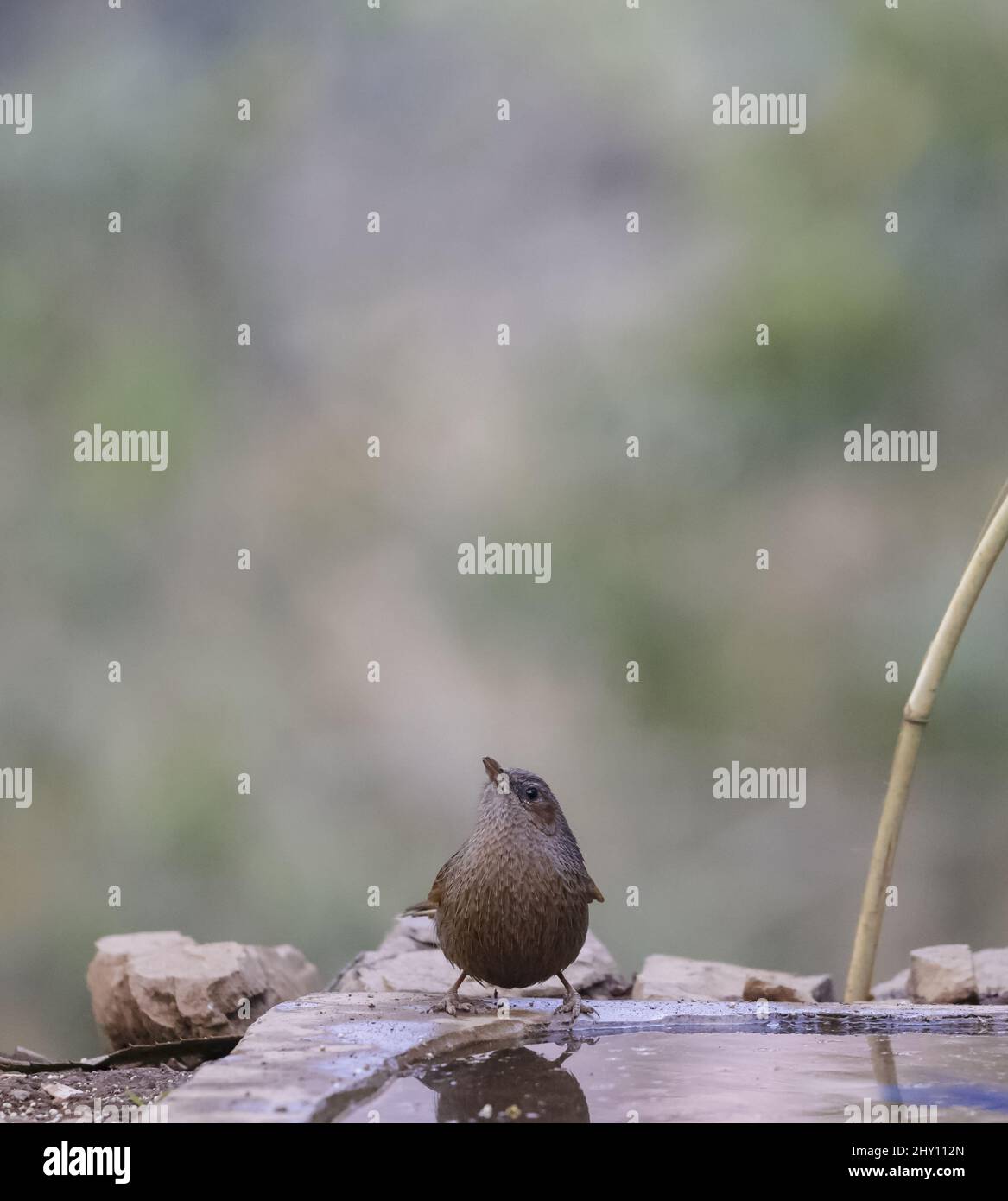 Vertical closeup of the Eurasian wren, Troglodytes troglodytes Stock ...