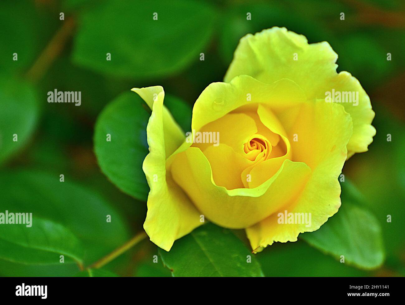 Closeup of a beautiful yellow rose growing in a garden Stock Photo - Alamy