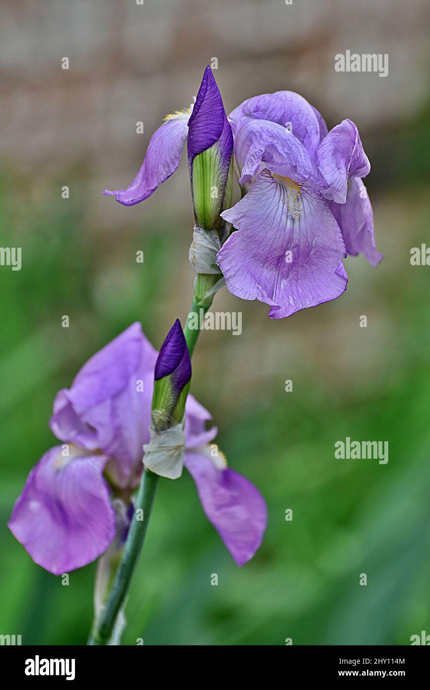 Closeup of a beautiful purple iris flower growing in a garden Stock ...