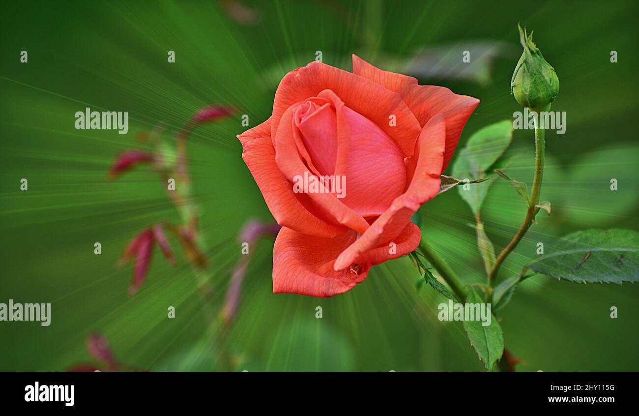Closeup of a beautiful red rose growing in a garden Stock Photo - Alamy