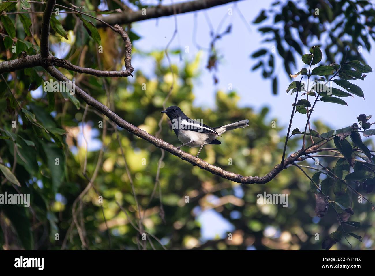 Winter tropical treescape. Oriental Magpie-Robin (Copsychus saularis ...