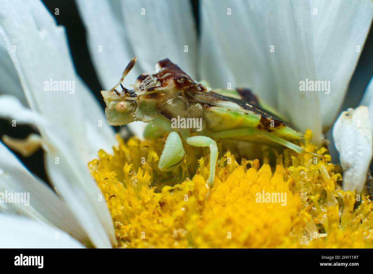 Phymatinae commonly called ambush bugs, waiting for prey on flower ...