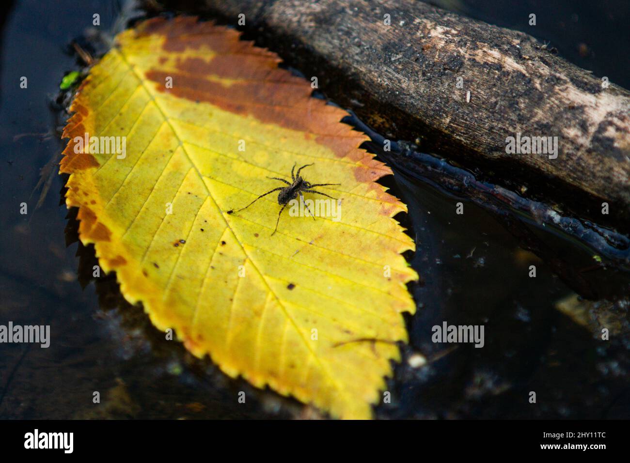 Small spider sitting on a yellow leaf floating on water Stock Photo - Alamy
