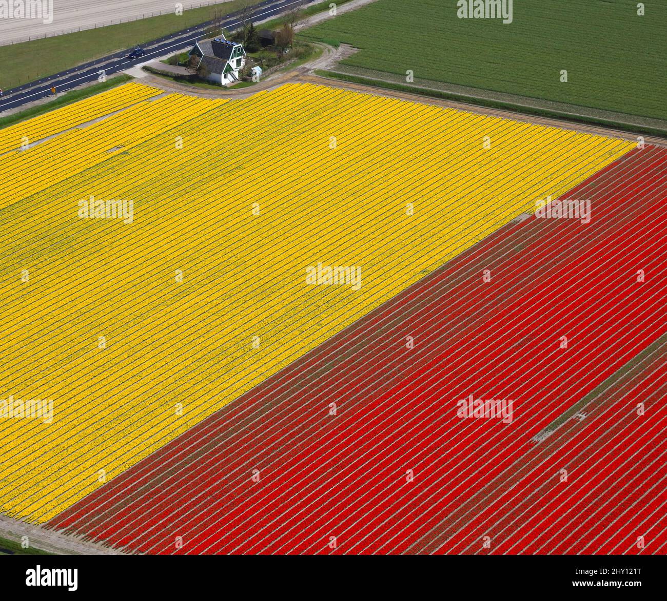 A general aerial view of the North Holland Bulb Fields from the 2012 ...