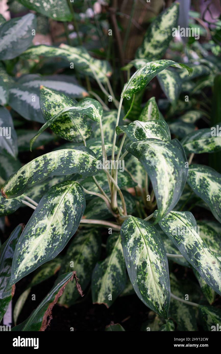 Closeup of Chinese evergreen plants in the forest on a sunny day Stock ...