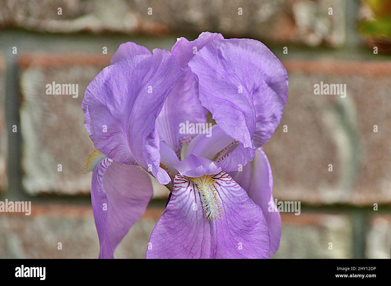 Closeup of a beautiful purple iris flower growing in a garden Stock ...