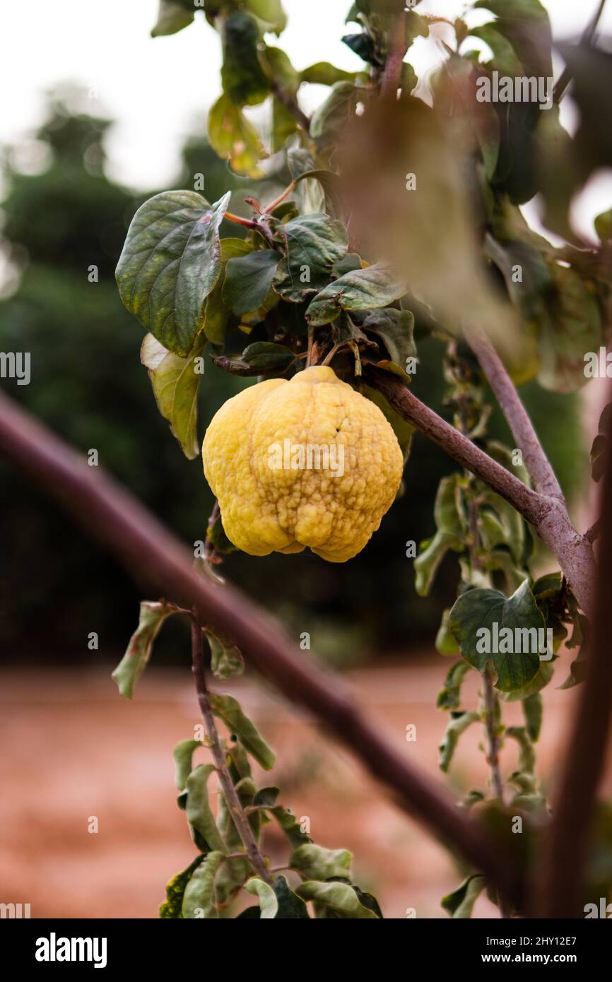 Closeup of a branch of fresh ripe Quince in the tree Stock Photo - Alamy