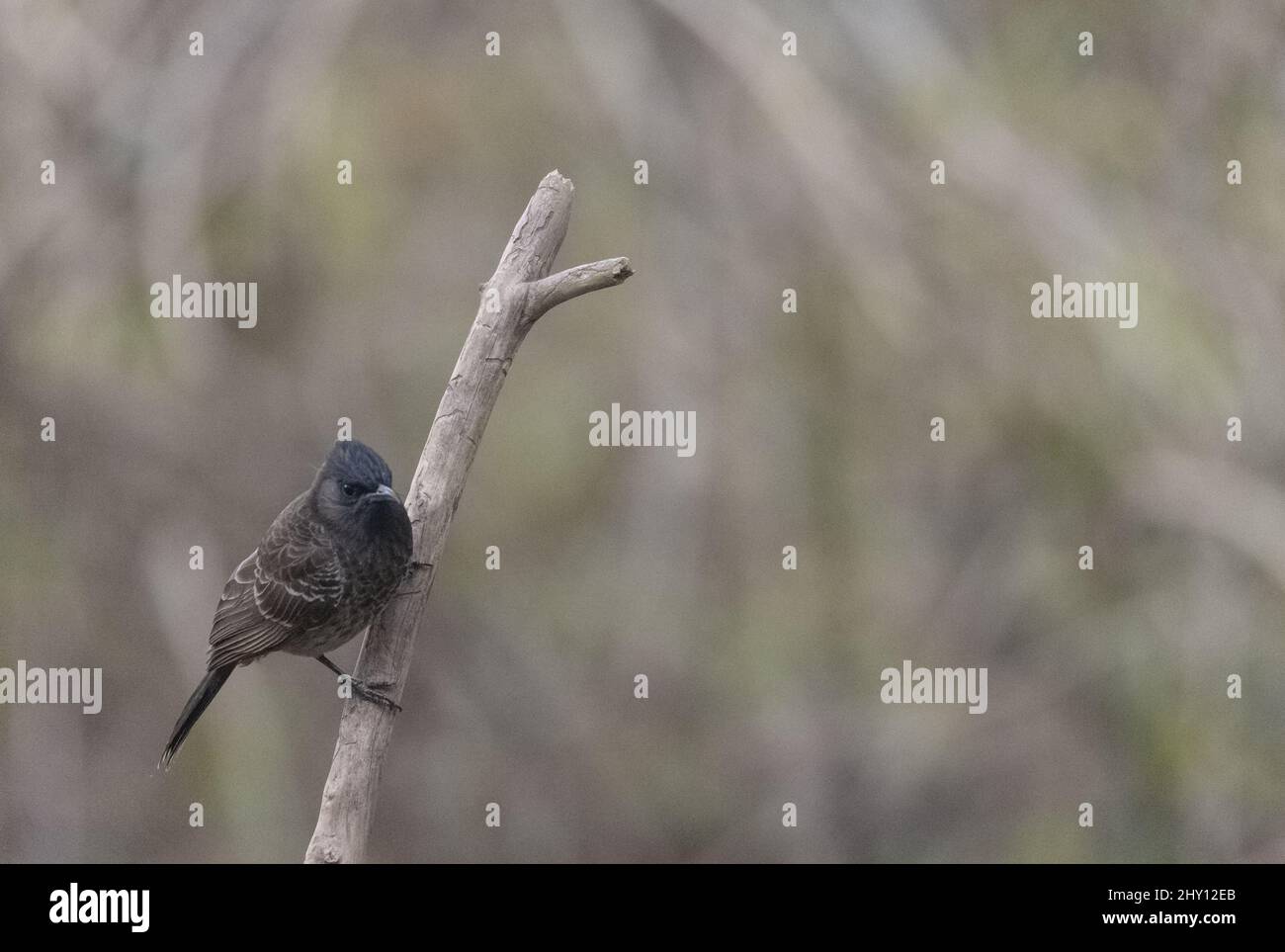Closeup of the red-vented bulbul. Pycnonotus cafer Stock Photo - Alamy