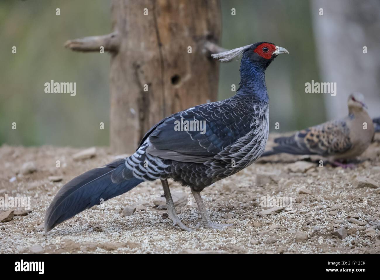 Birdwatching kalij pheasant hi-res stock photography and images - Alamy