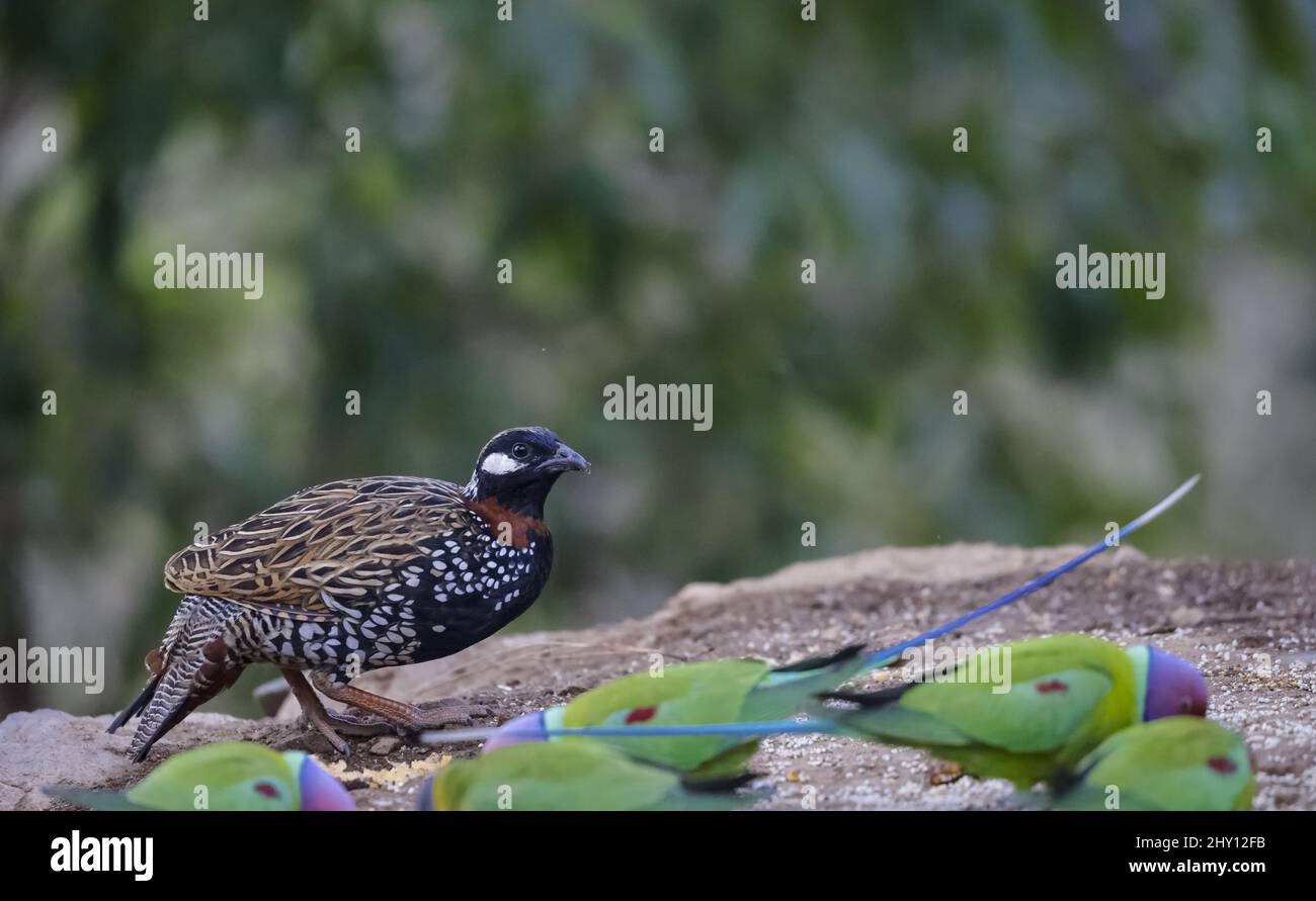 Closeup of the black francolin. Francolinus francolinus Stock Photo - Alamy