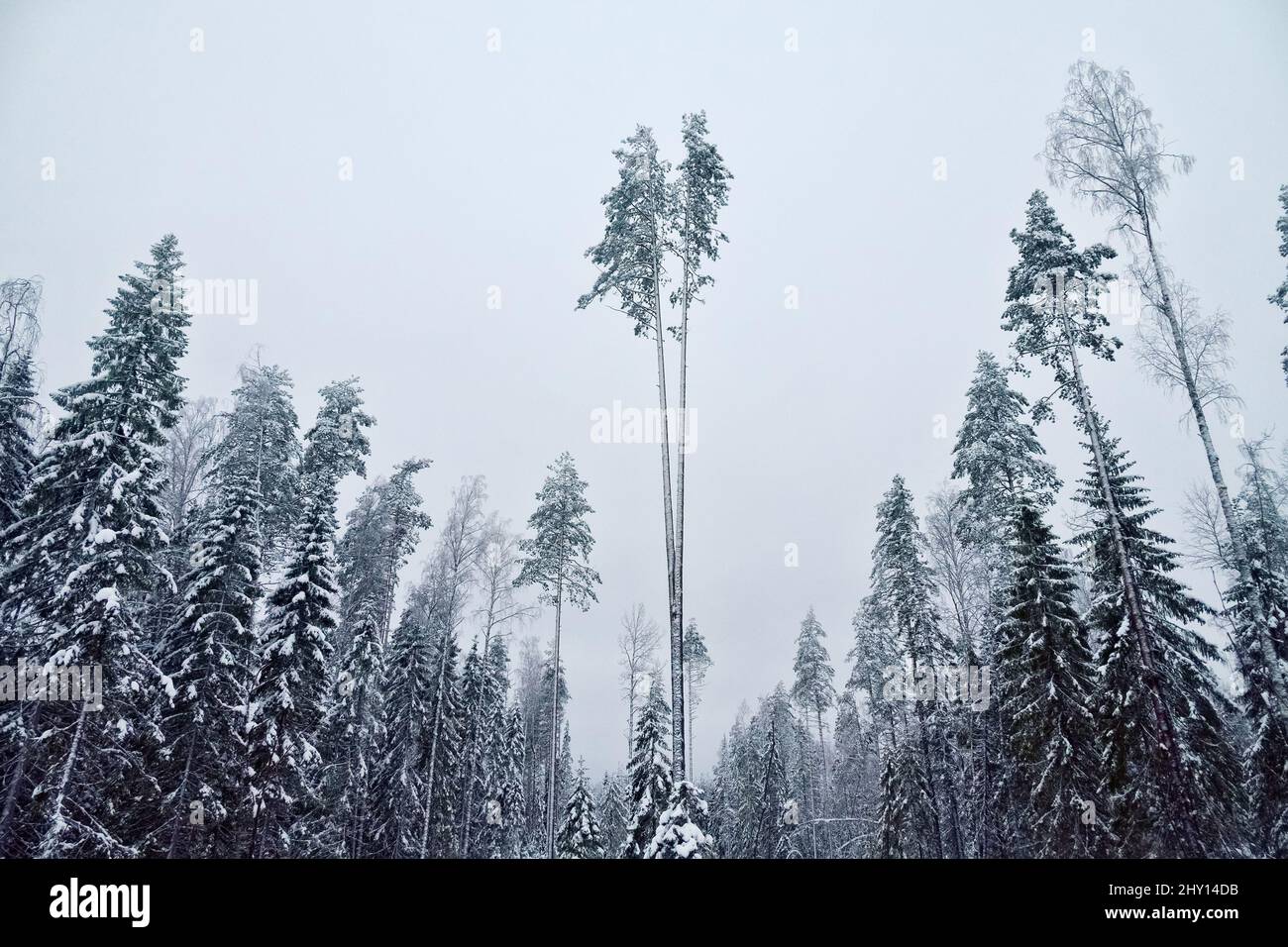 Old high-stemmed Pine forest (taiga) in winter. Amazing Double Ship ...