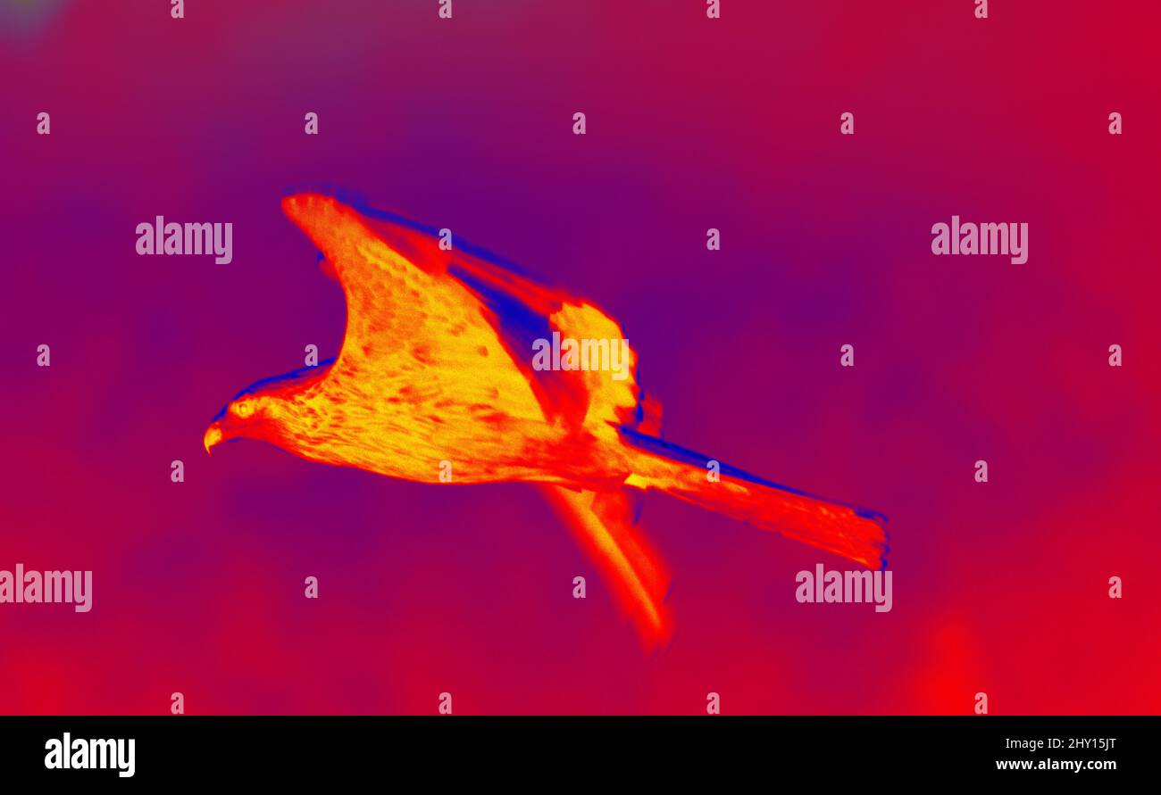 A bird of prey in flight. Close-up. Illustration of thermal image Stock ...