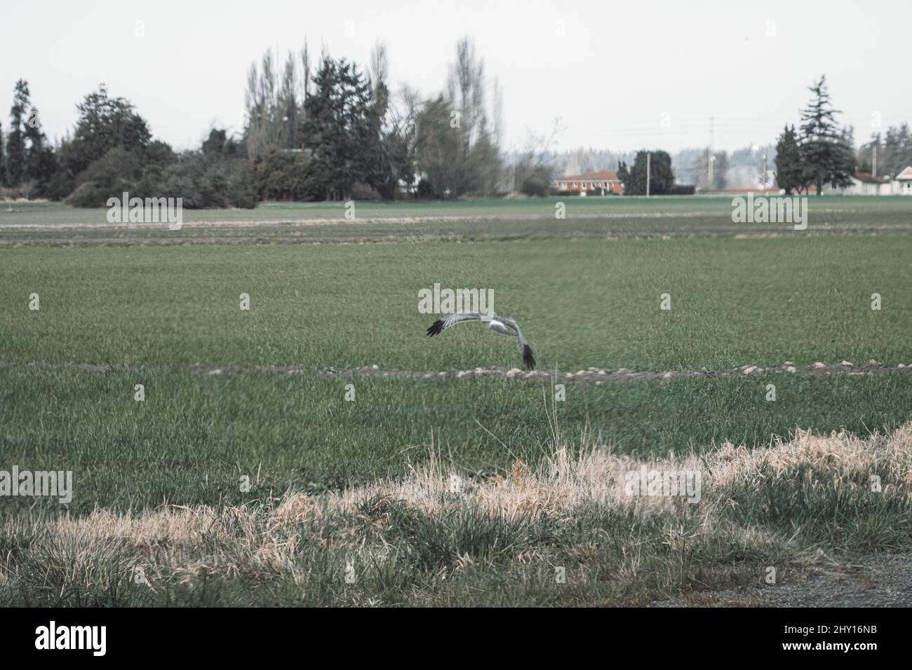 Beautiful view of a gray bird flying above a field Stock Photo - Alamy