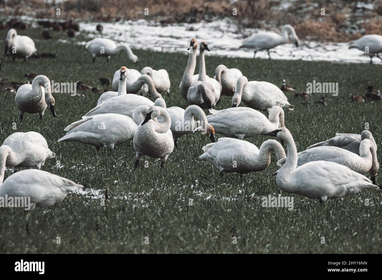 Tundra swans in field hi-res stock photography and images - Alamy