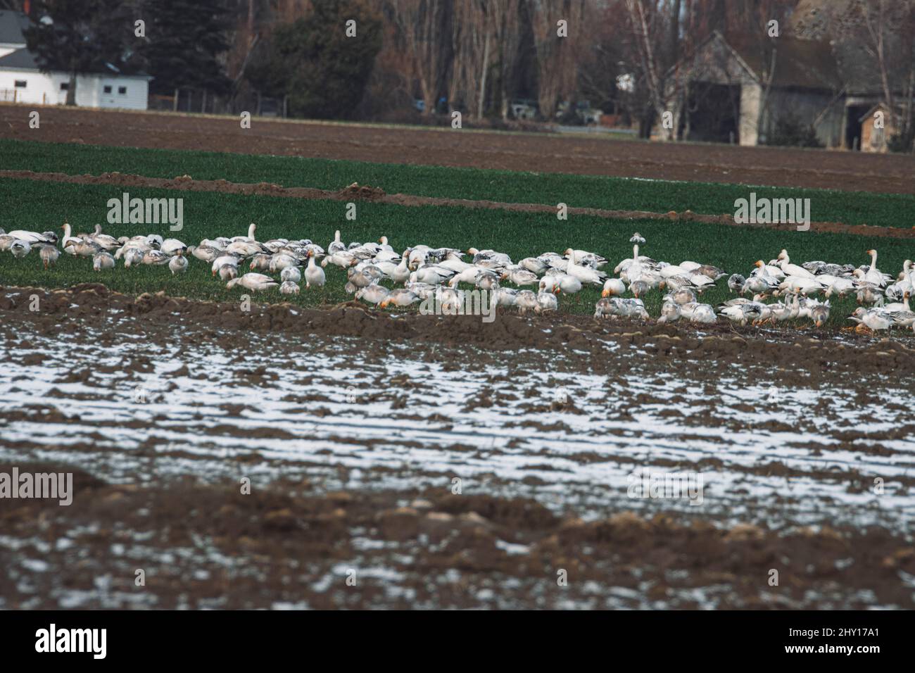 Beautiful view of white ducks in a snowy field Stock Photo - Alamy