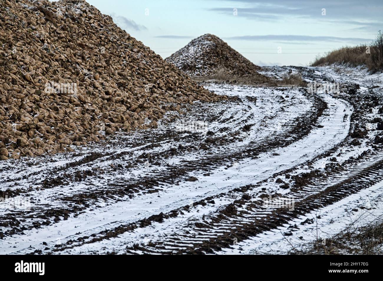 Sugar-beet growing, olericulture. Root crop are harvested before frosts ...