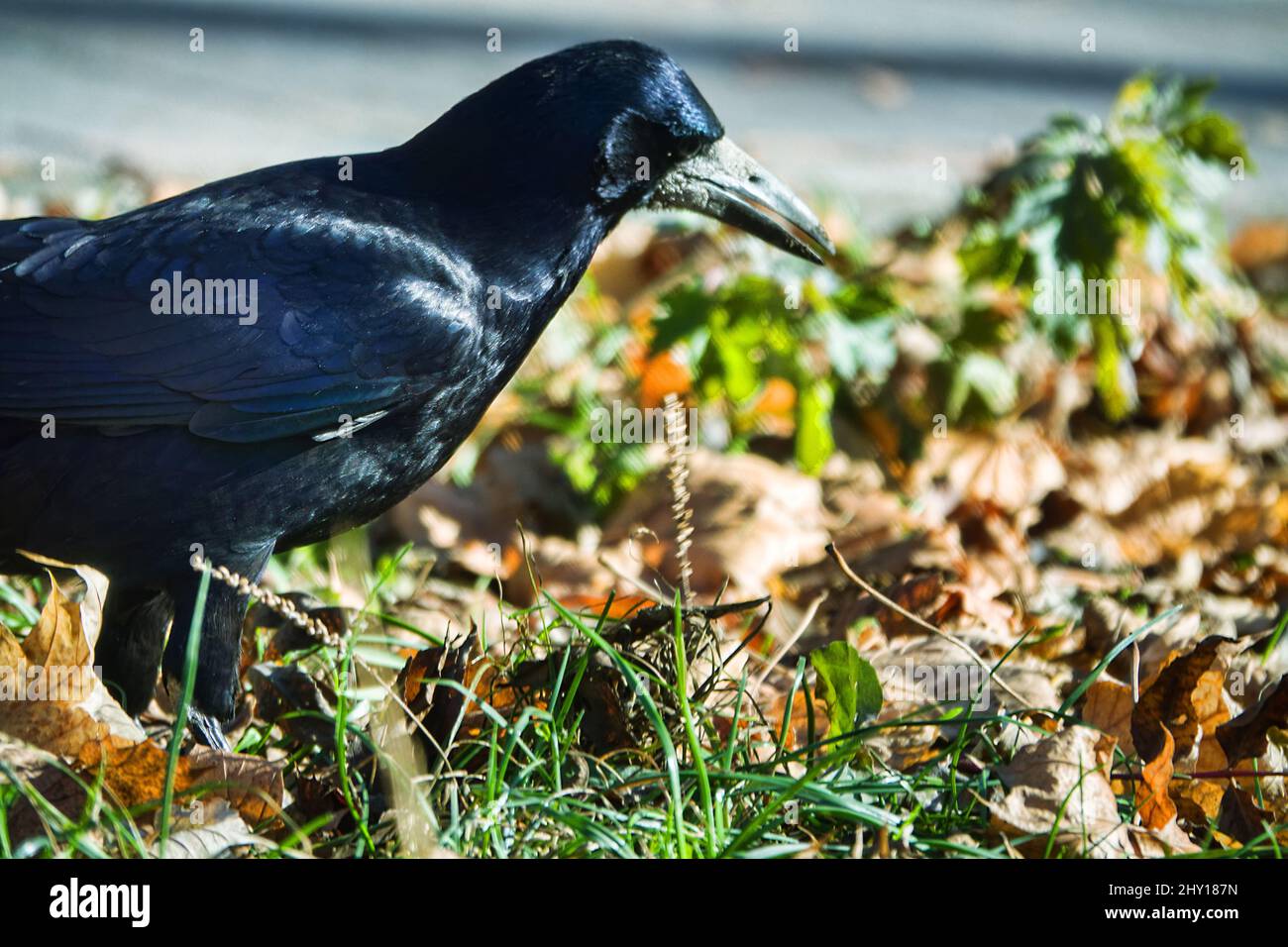 Rook in search of feed. The bird digs its beak in the grass and dry ...
