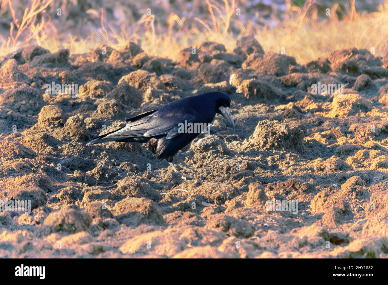 Rooks eat earthworms on lawn. Bird forcefully drives beak into soil ...