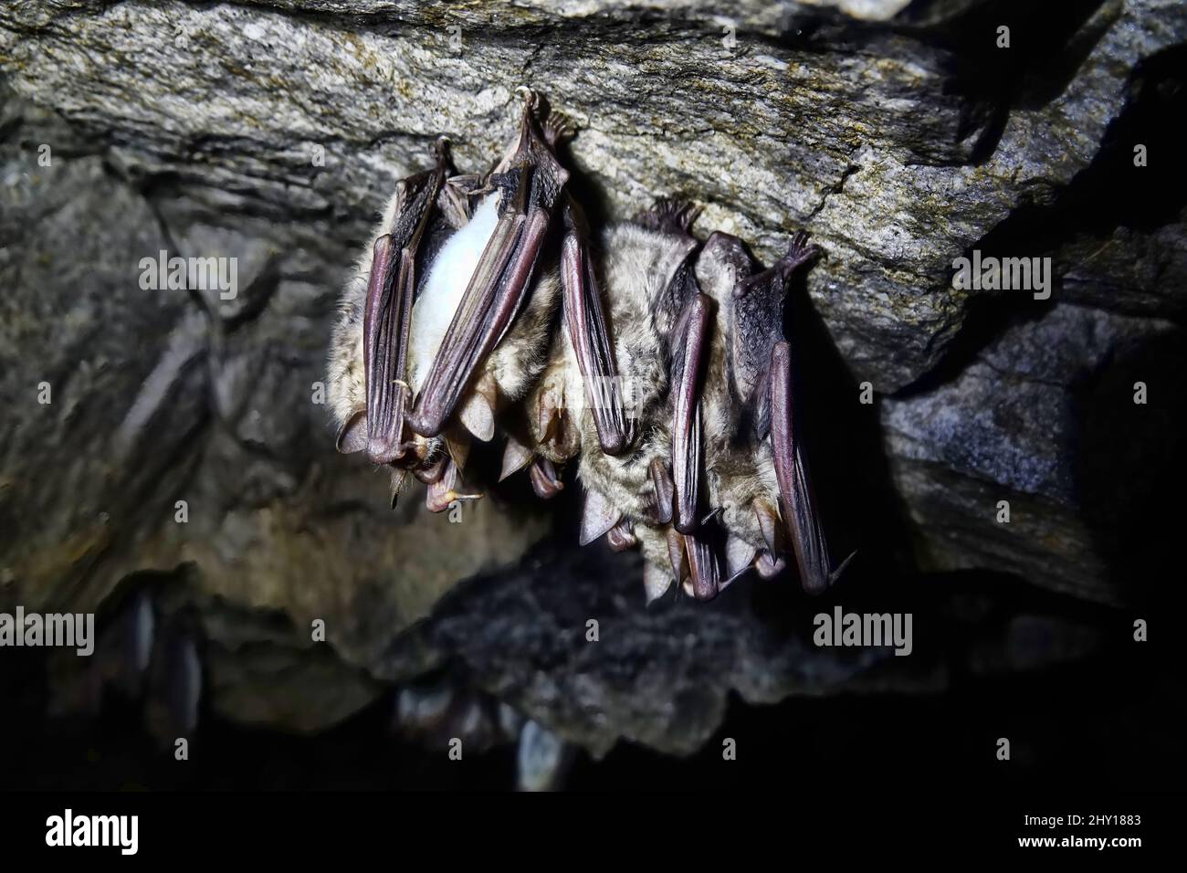 Lesser mouse-eared bat (Myotis blythii) in an artificial cave, North ...