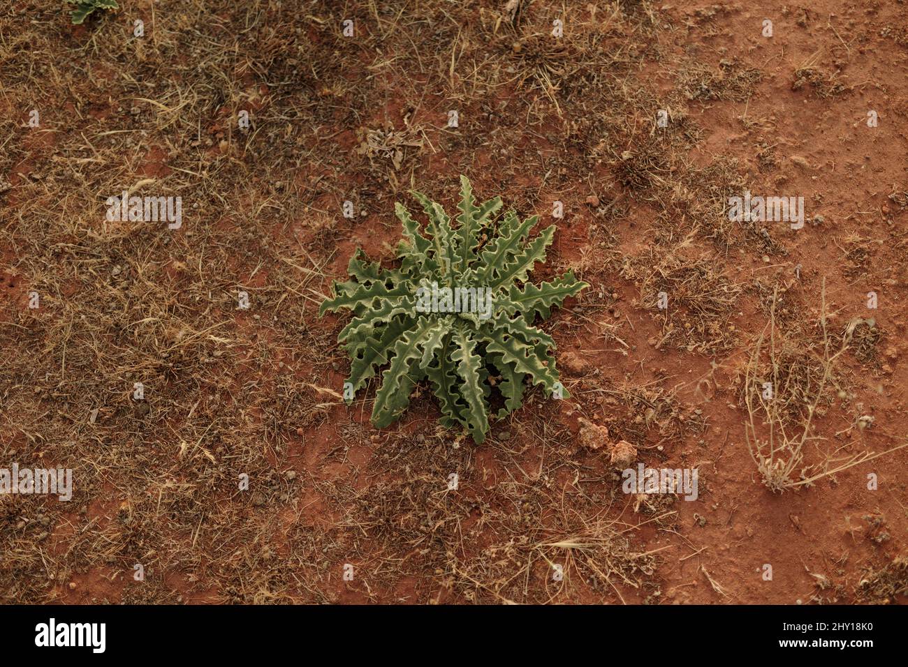 From above of small green plant growing on sandy dry terrain in desert ...