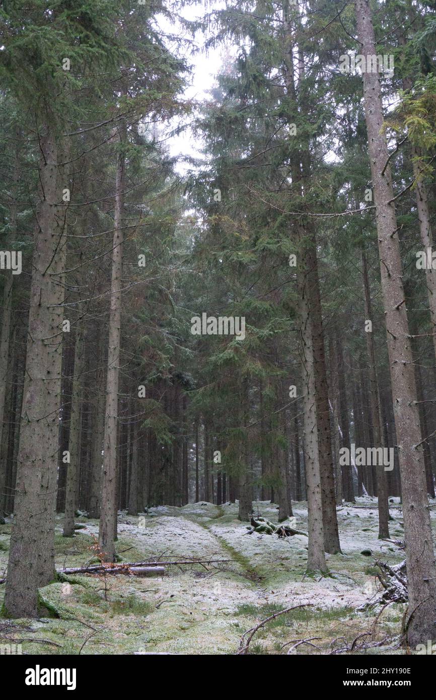 Low angle shot of tall green pines with snowy road in the forest in ...