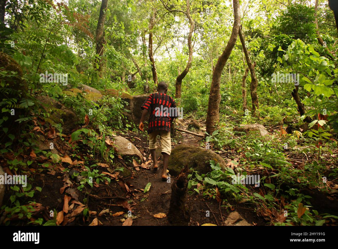 Back shot of a black Boy exploring the forest with trees and green bush ...