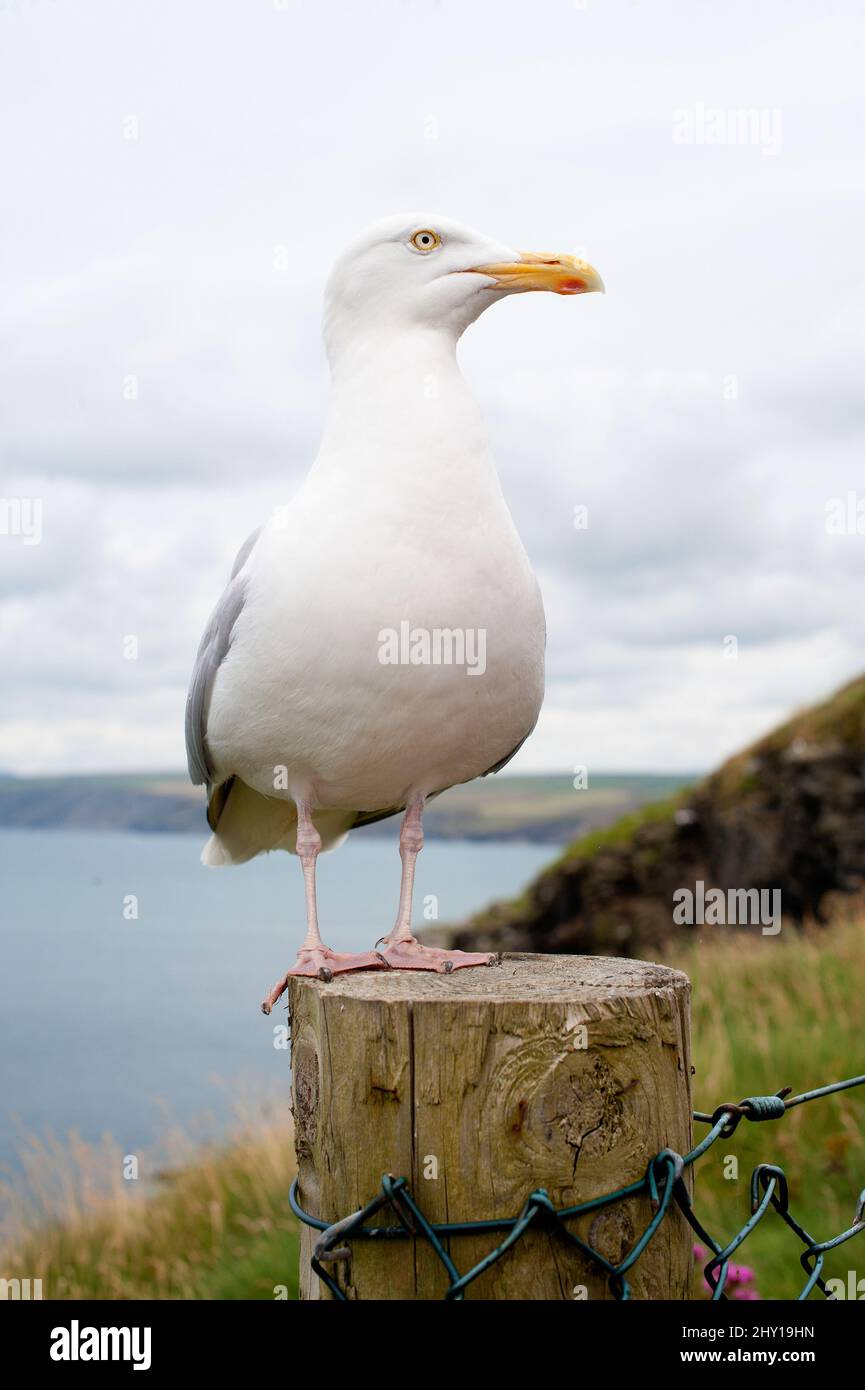 Vertical shot of a gull standing on a stump on the sea background Stock ...