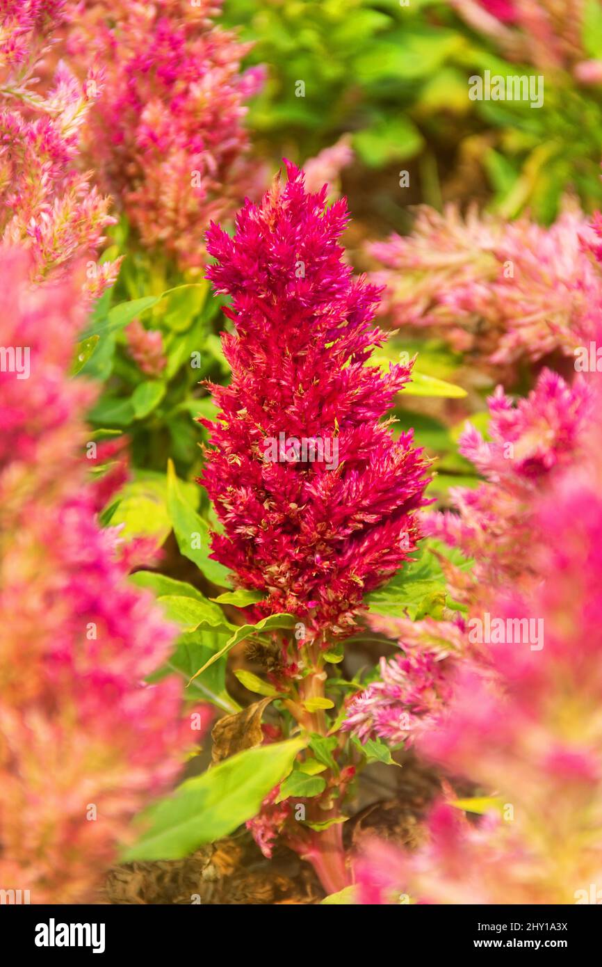 Amaranthus red spike-like inflorescence on flowerbed. Previously ...