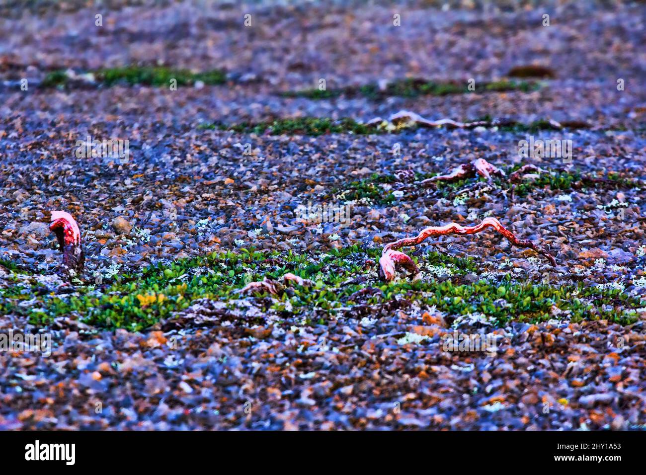 Arctic tree that grows downward. Polar willow (Salix polaris) places ...