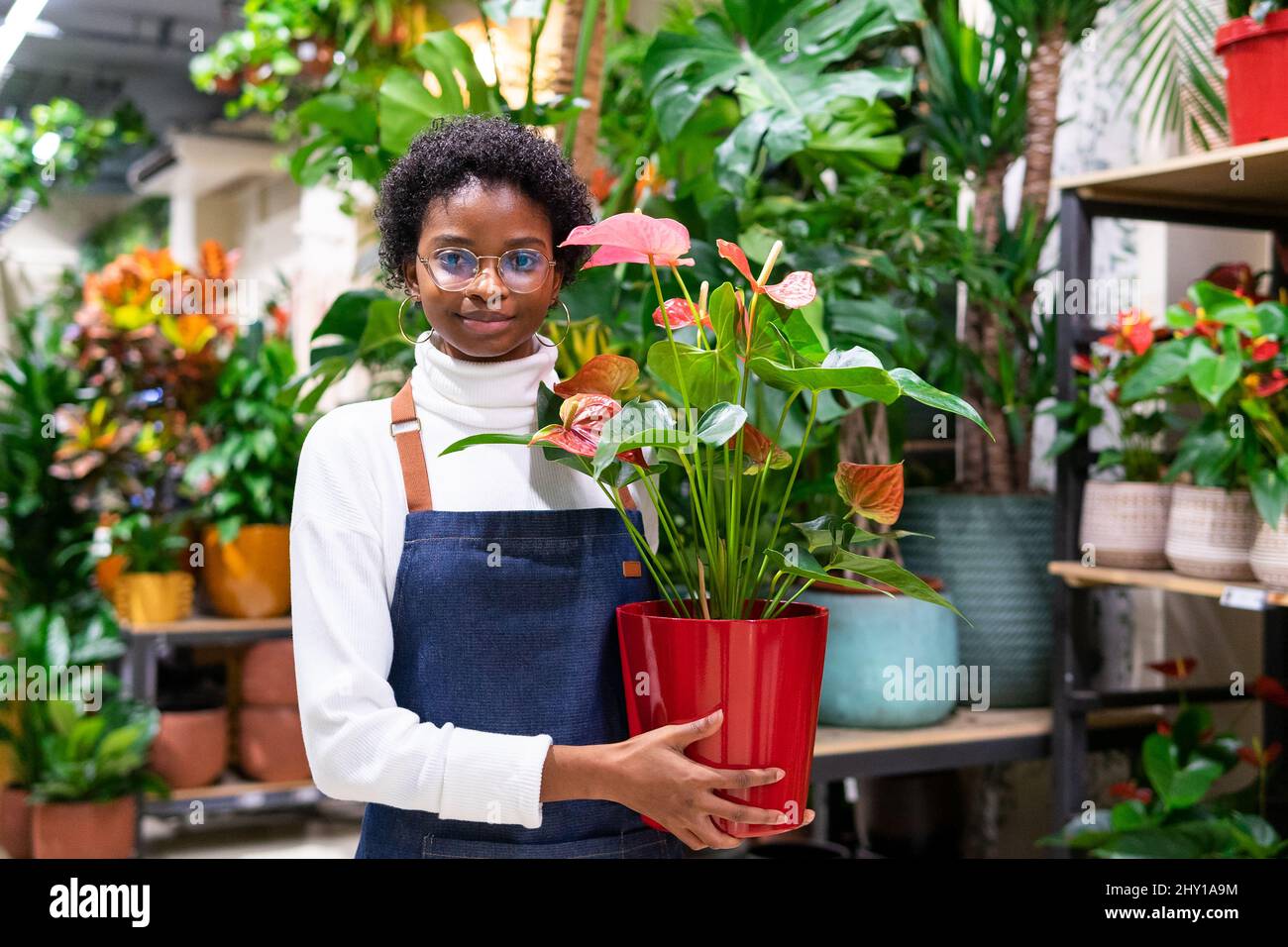 Positive African American female florist with potted red Anthurium ...