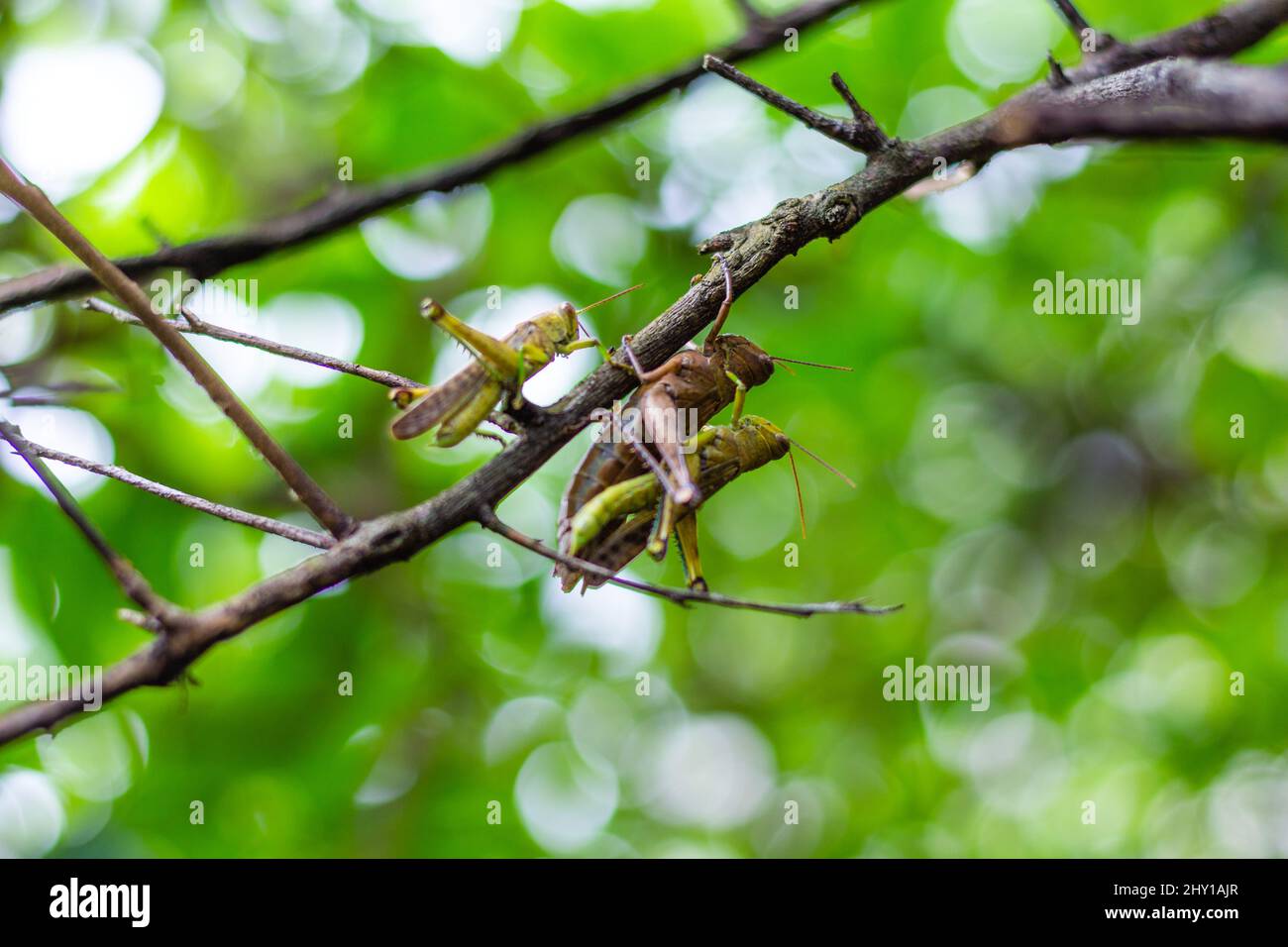 Tree crickets hi-res stock photography and images - Alamy