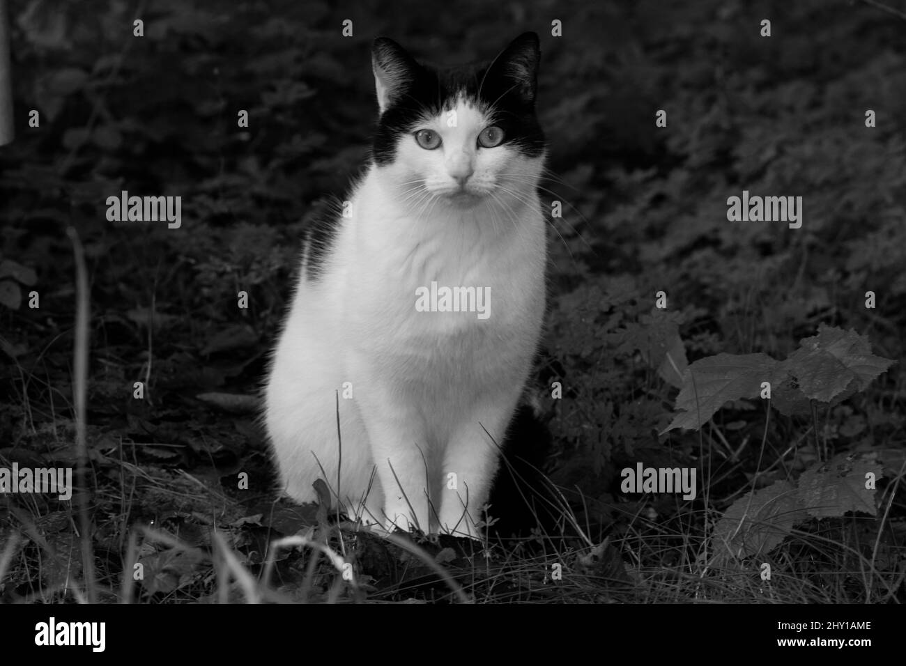 Grayscale of a cute cat looking at the camera in a garden Stock Photo ...
