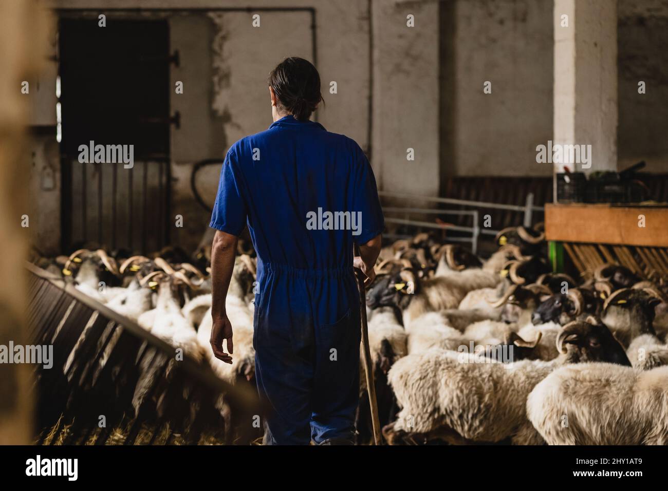 Back view of unrecognizable male farmer in blue uniform walking in ...