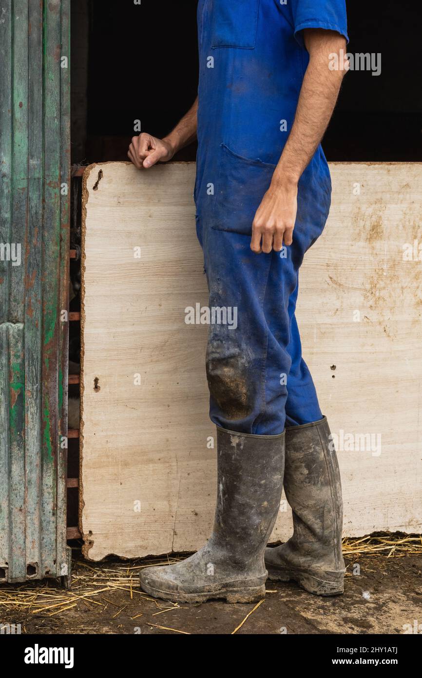 Cropped unrecognizable male farmer in blue uniform and galoshes ...