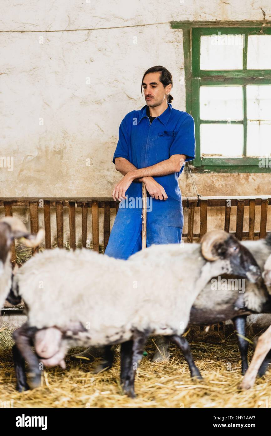 Male farmer in blue uniform walking in shabby barn with herd of ...