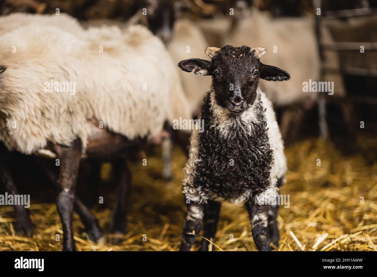 Domestic sheep with white fur and horns standing on hay in shabby barn ...
