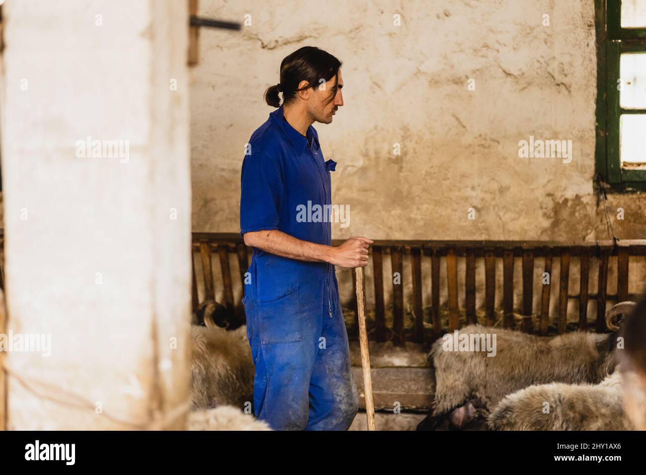 Side view of male farmer in blue uniform walking in shabby barn with ...