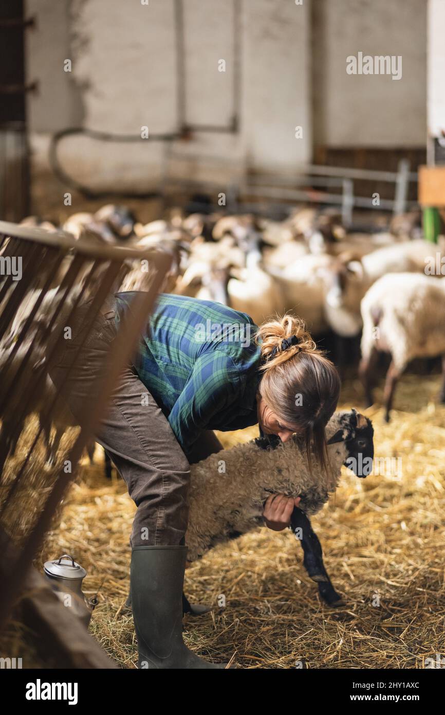 Full body side view of female farmer raising hairy sheep near heard in ...