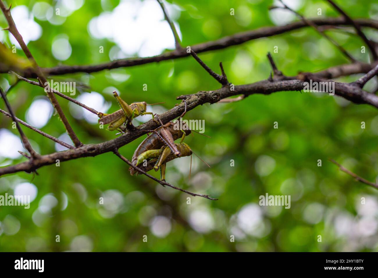 Tree crickets hi-res stock photography and images - Alamy