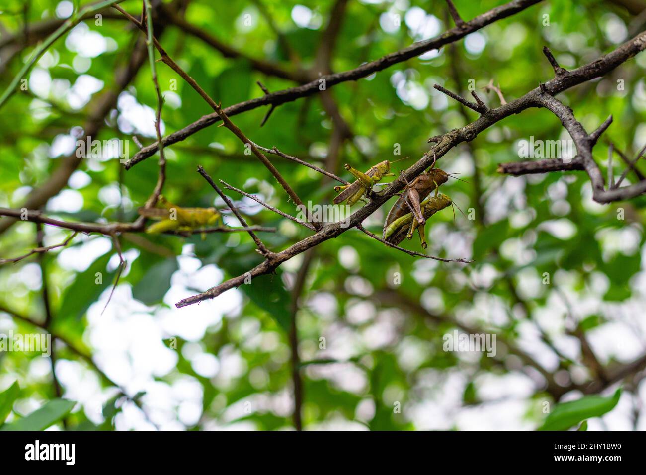 Tree crickets hi-res stock photography and images - Alamy