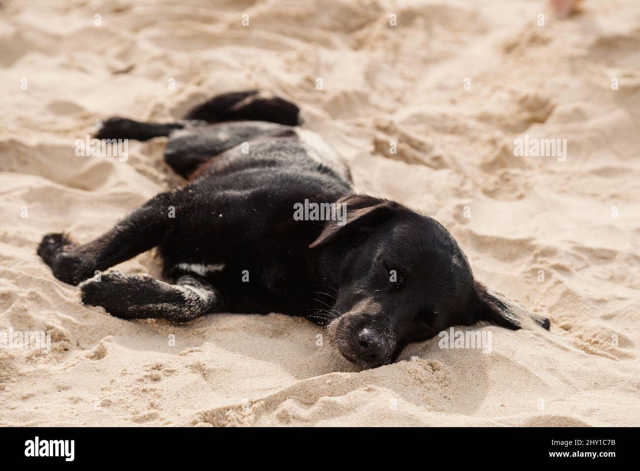 Cute calm dog with black fur and closed eyes sleeping peacefully on ...