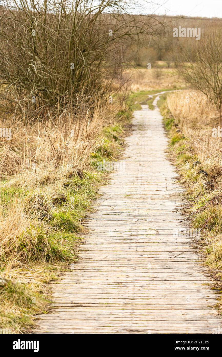 wooden boardwalk track spring landscape vertical format Stock Photo - Alamy